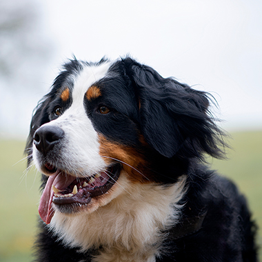 Everything You Need To Know About Double Coated Dogs TruBlu K9000 Dog