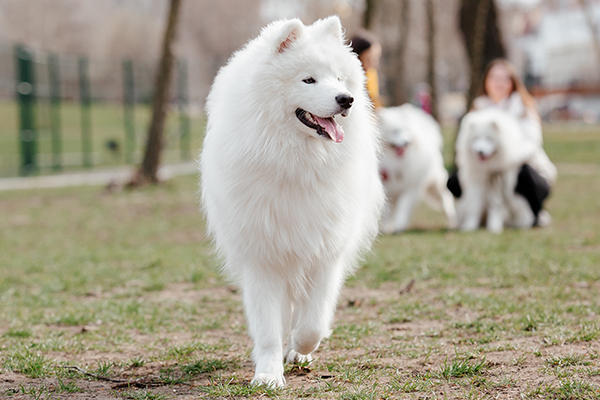 Everything You Need To Know About Double Coated Dogs TruBlu K9000 Dog